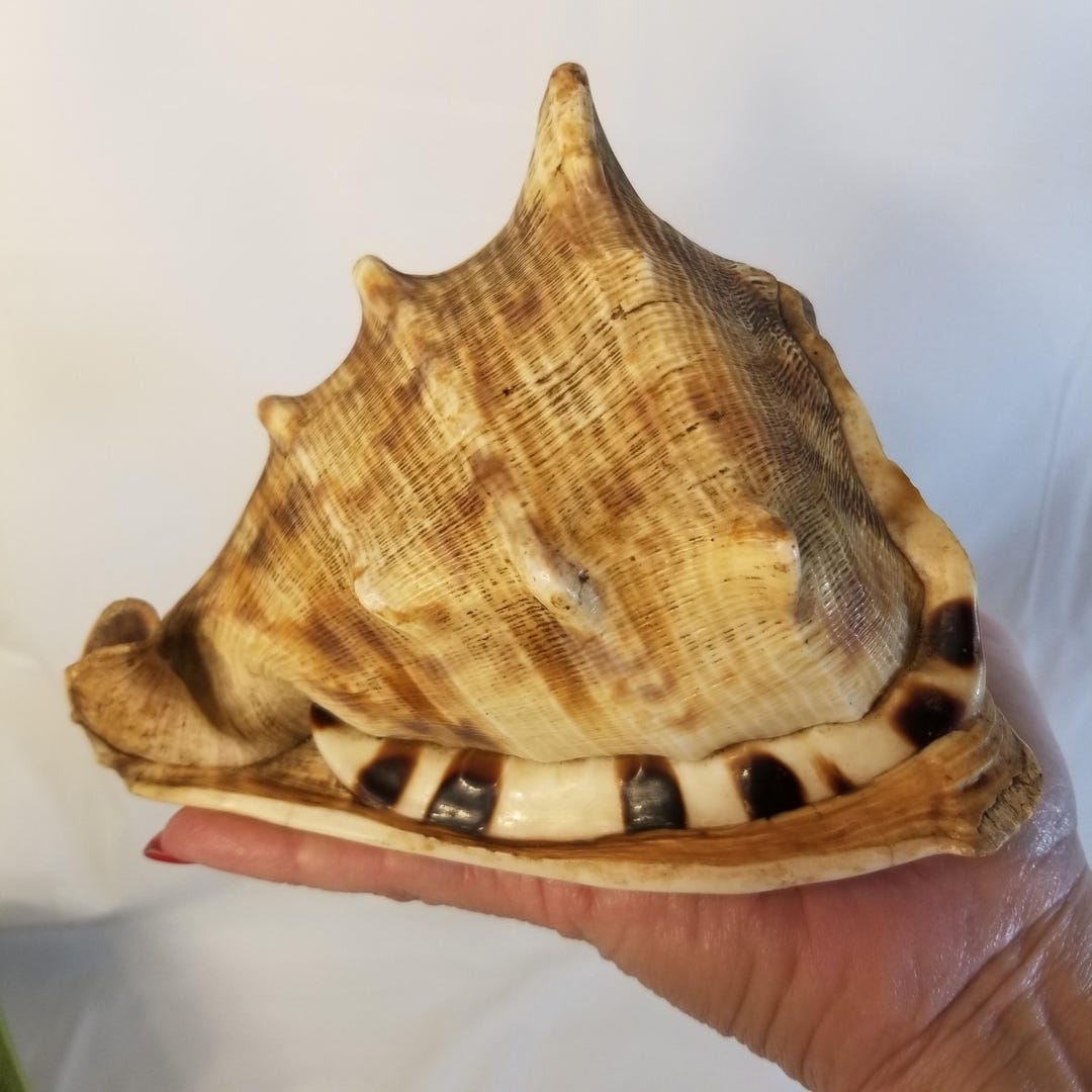 Queens Helmet Sea Shell Conch Beach Large Beautiful 6 Inch - Etsy