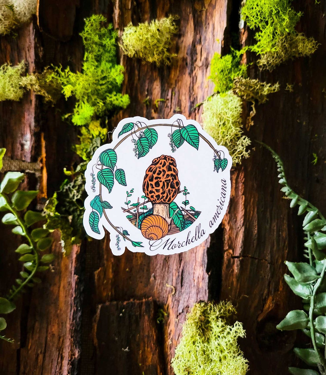 Morel Mushroom Sticker | Morchella Americana | PNW Wild Mushroom ...