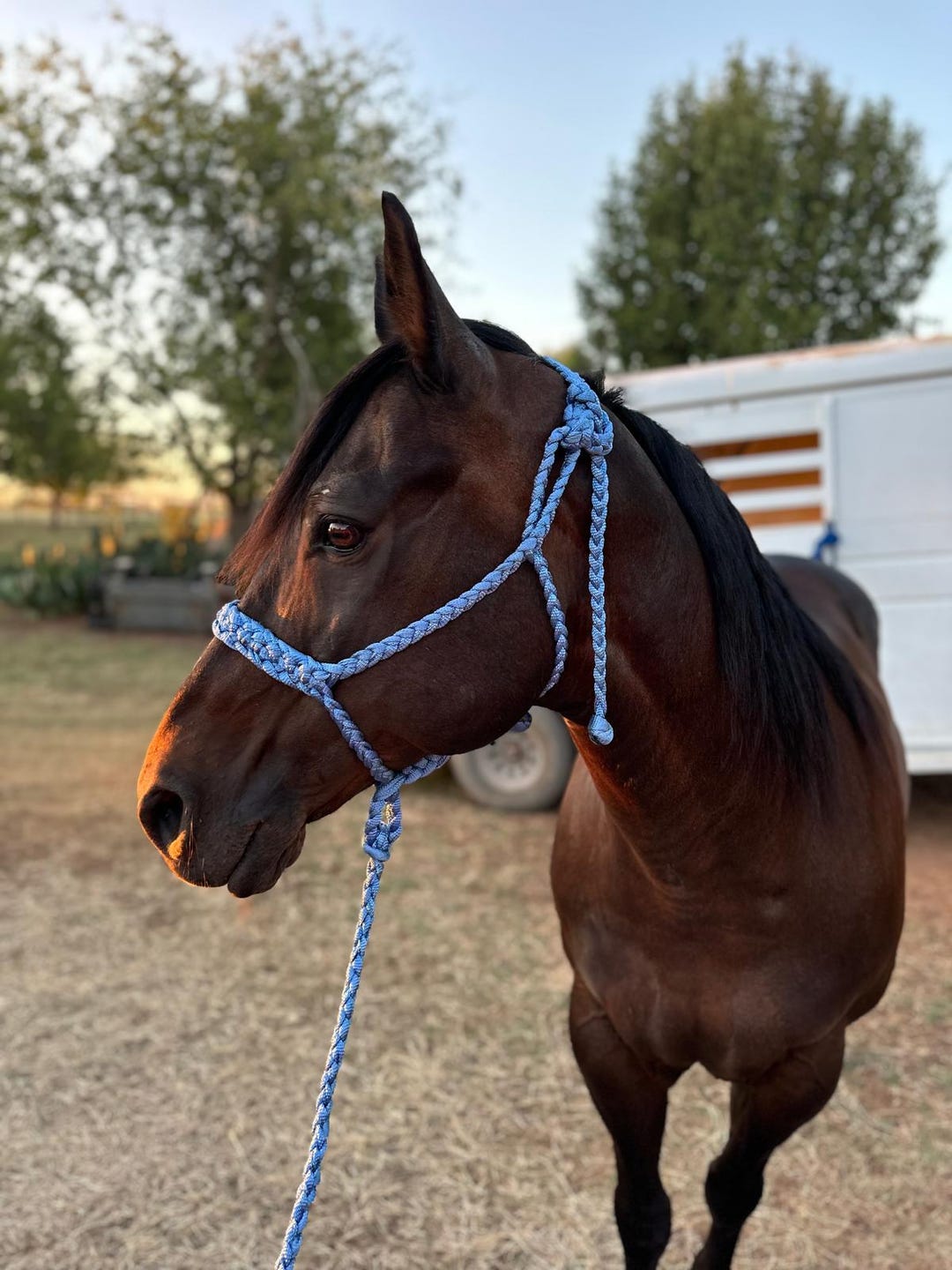 Mule Tape Halters - Etsy