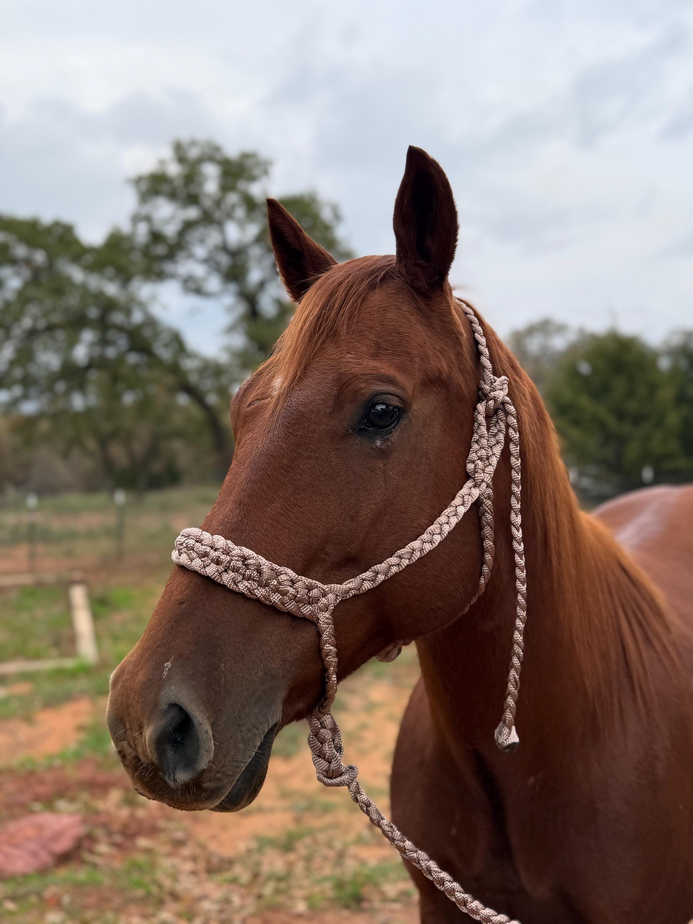 Mule Tape Halters - Etsy