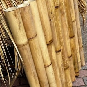 5 Bamboo Poles Each 1.00 Meter Bamboo Tubes Natural Diameter 8-10 Cm ...