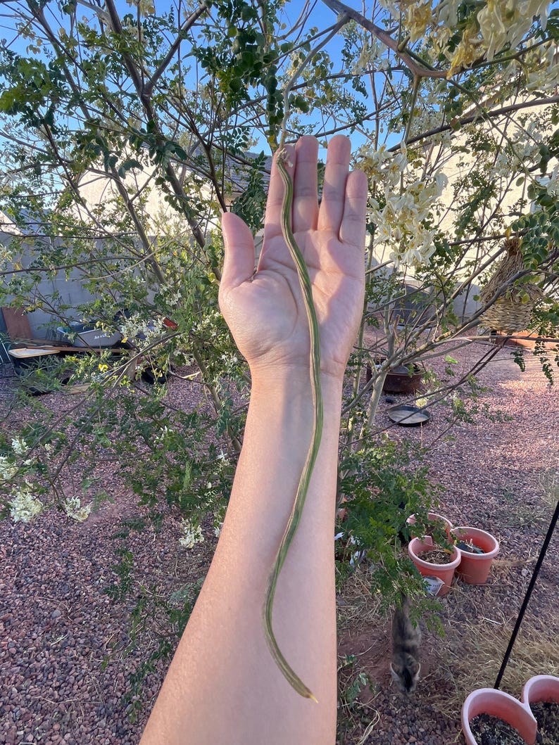 Moringa drumstick Tree Seeds - Etsy