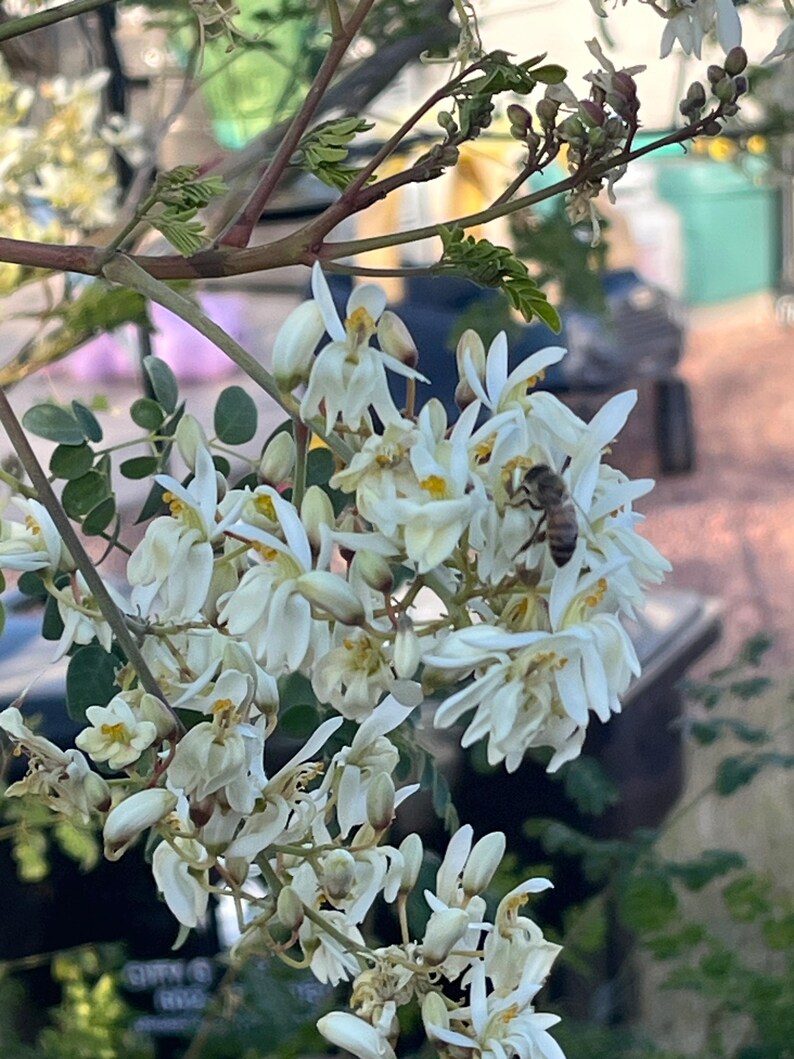 Moringa drumstick Tree Seeds - Etsy