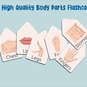 My Body Parts Flashcards, 17 My Body Parts Flashcards and 2 Poster ...