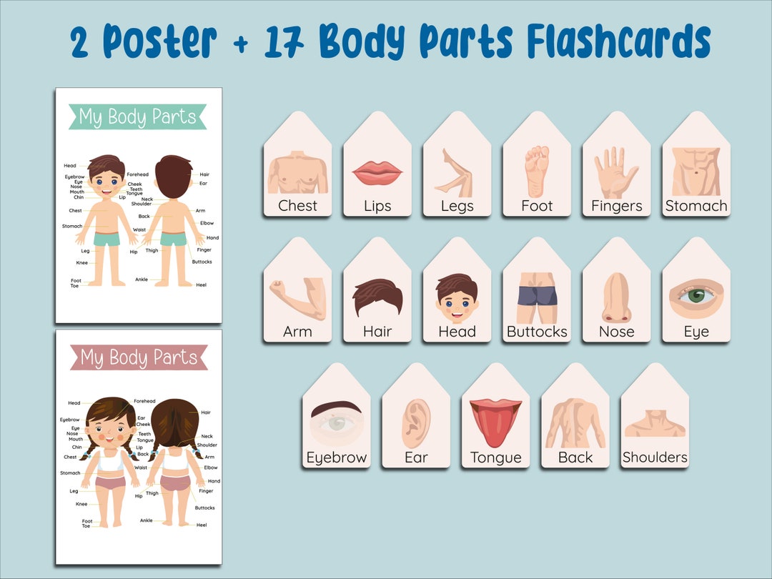 My Body Parts Flashcards, 17 My Body Parts Flashcards and 2 Poster ...