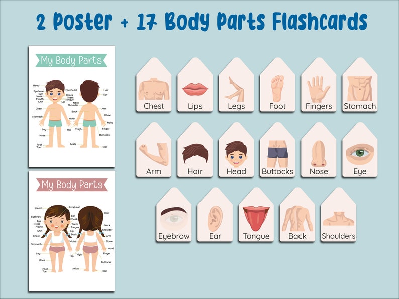 My Body Parts Flashcards, 17 My Body Parts Flashcards and 2 Poster ...