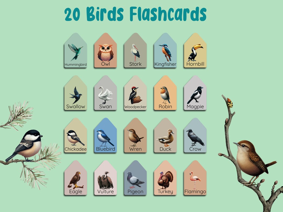 Birds Flashcards Illustrations Birds Flashcards Birds - Etsy