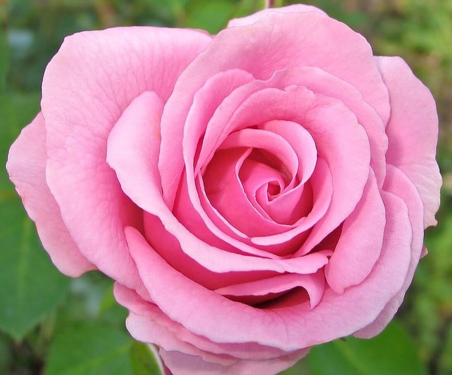 100 Pink Rare Rose Seeds Fresh Exotic Rare Pink Rose Flower - Etsy