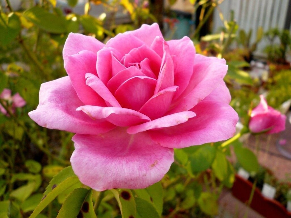 100 Pink Rare Rose Seeds Fresh Exotic Rare Pink Rose Flower - Etsy
