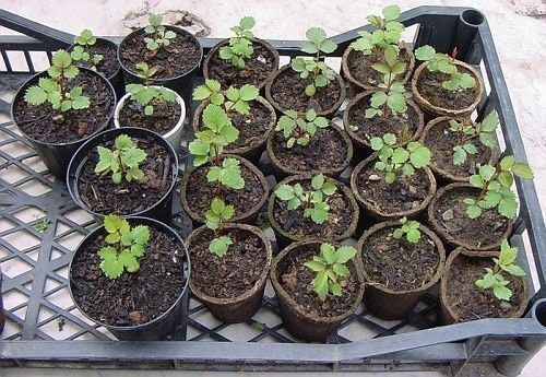 100 Rare Black Dragon Rose Flower Seeds Exotic Rare Black - Etsy Australia