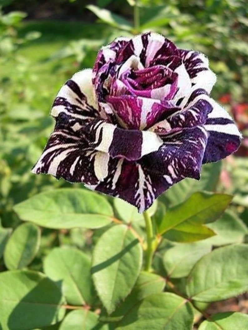 100 Rare Black Dragon Rose Flower Seeds Exotic Rare Black - Etsy