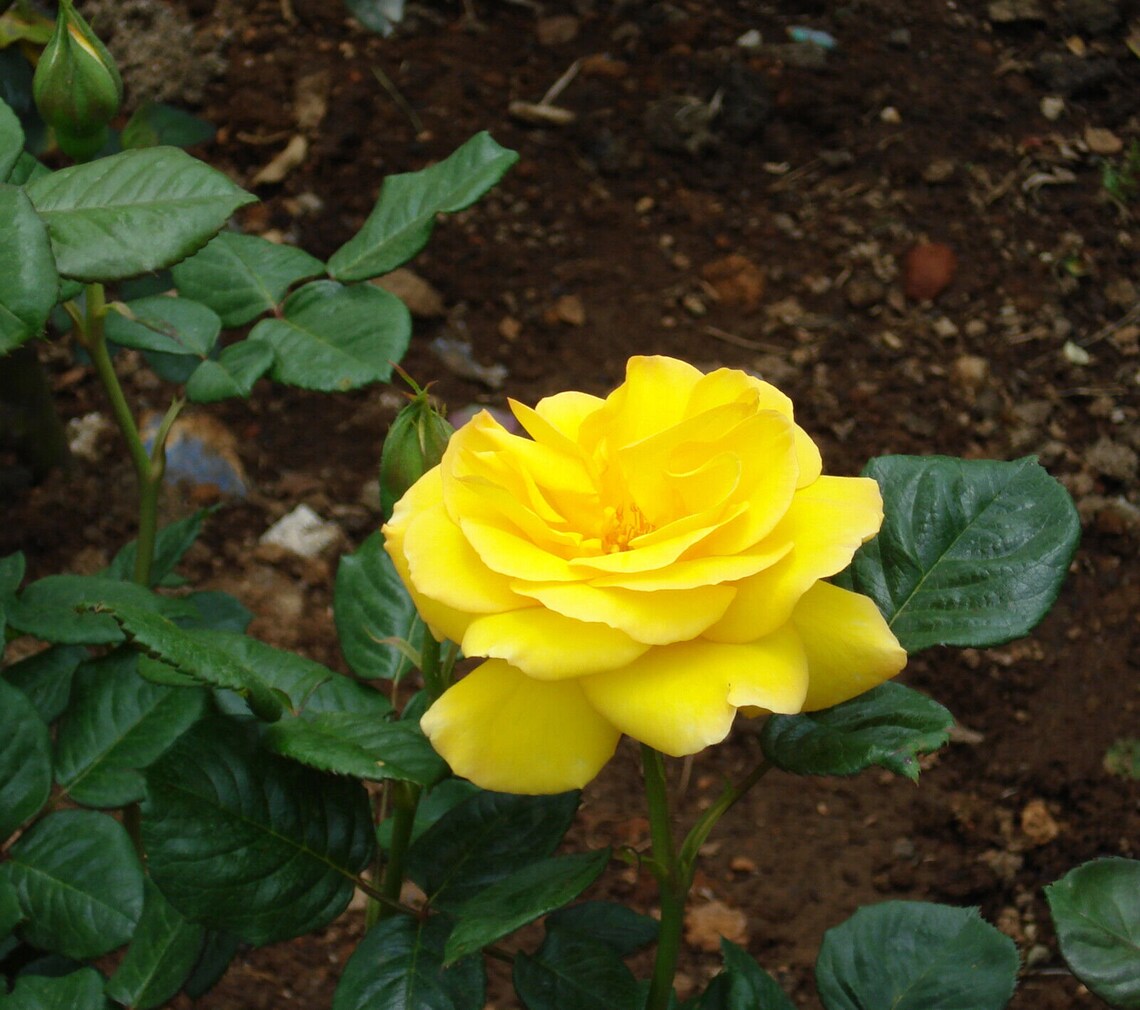 100 Yellow Rose Flower Seeds Honey Perfume Rose Seeds Rare | Etsy