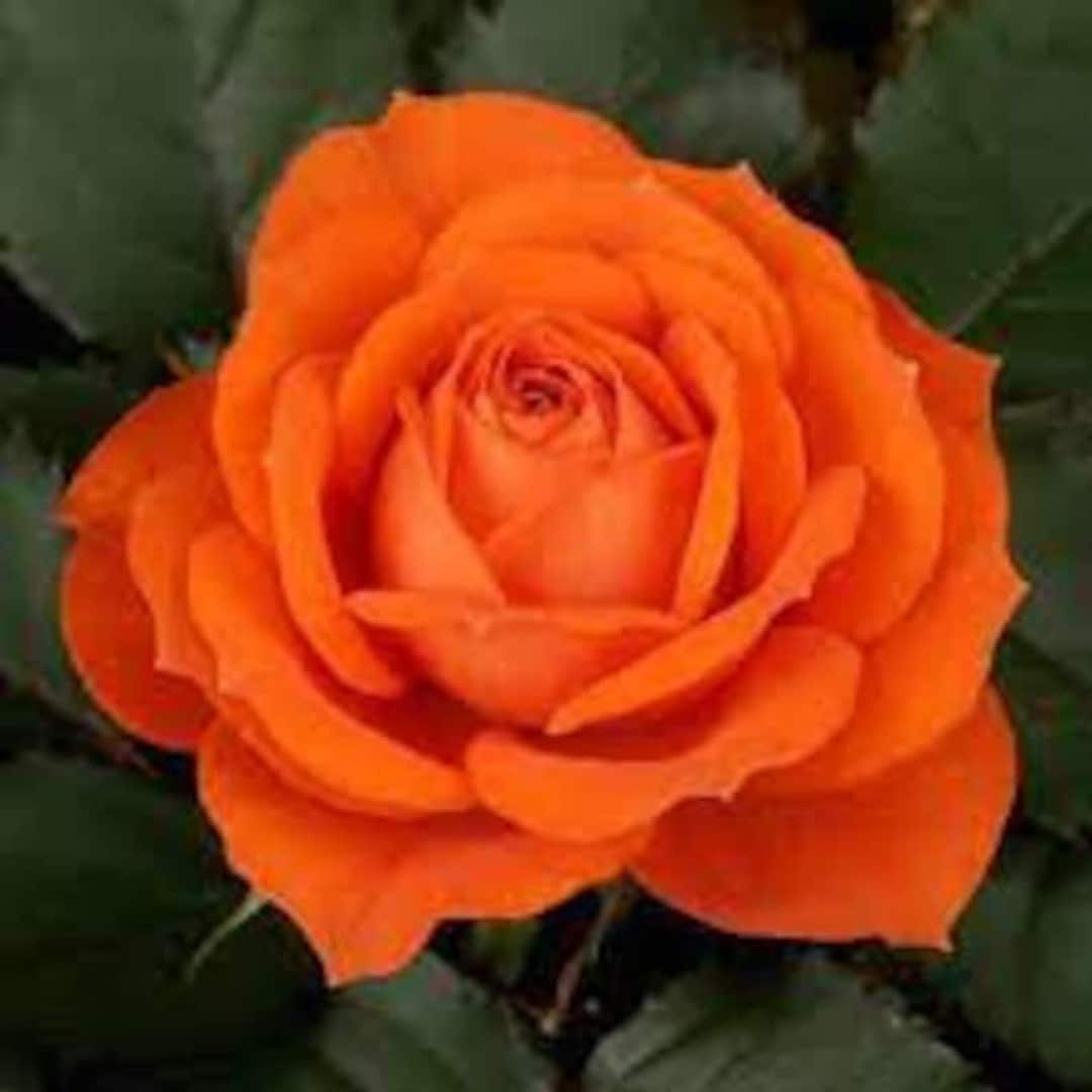 Bright Orange Rose Bush Seeds - Etsy