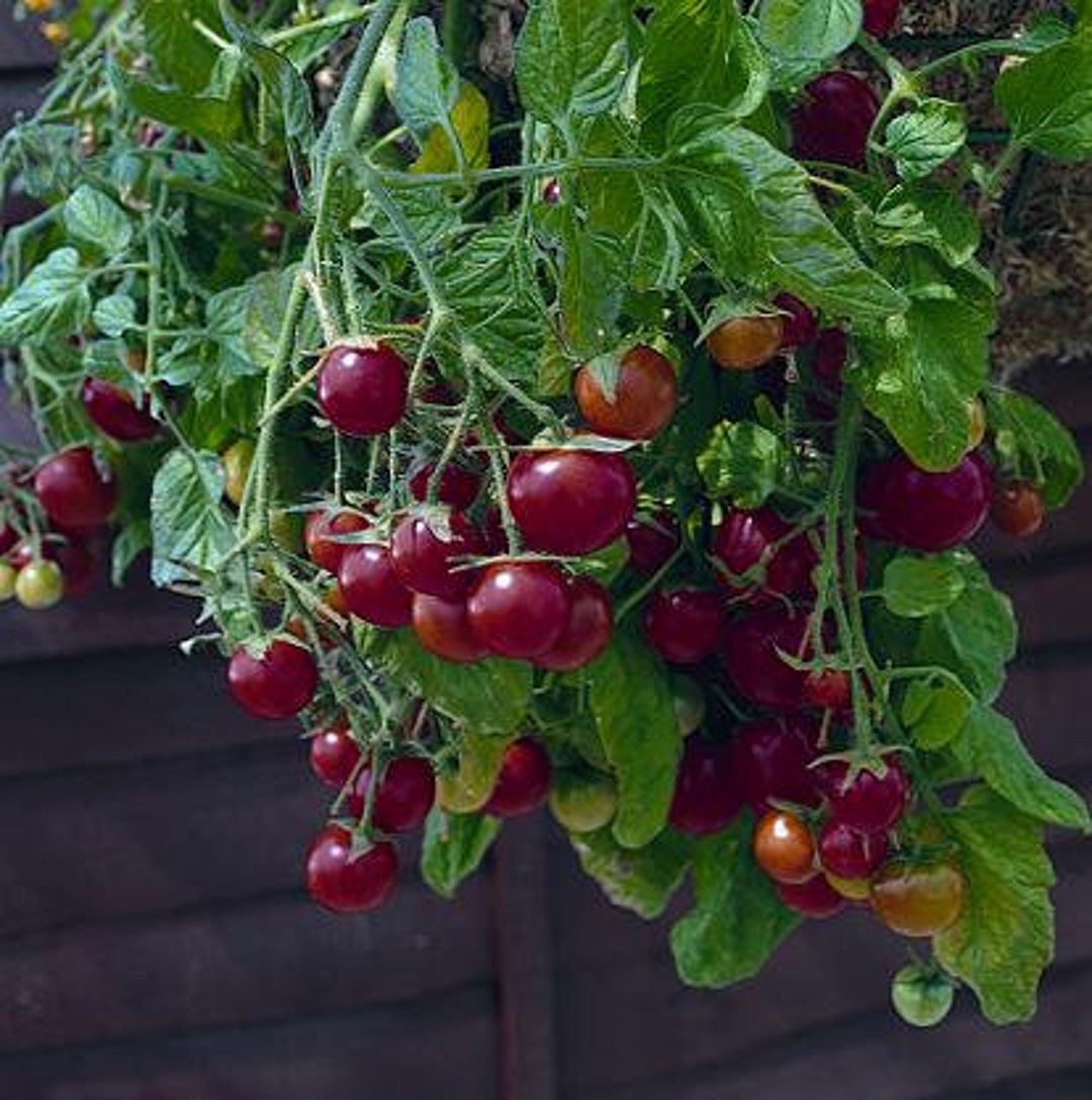 Tomato Very Cherry Cascade 10 Seed Pack - Etsy