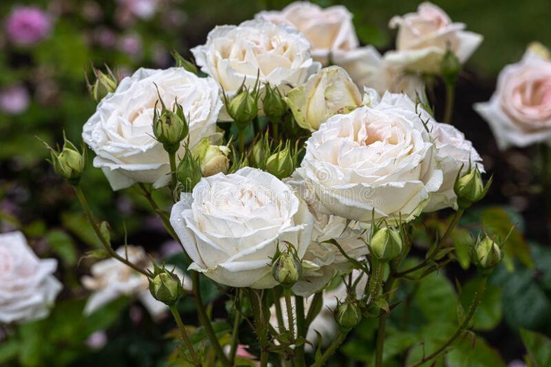 Madame Anisette Grandflora Rose Seeds - Etsy