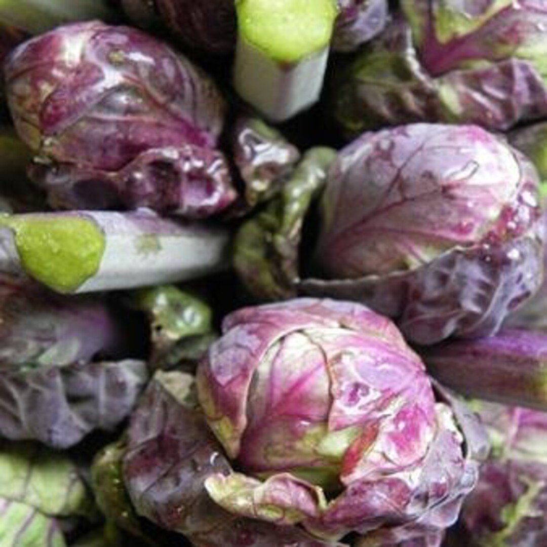 Brussels Sprouts, Red Bull - Etsy