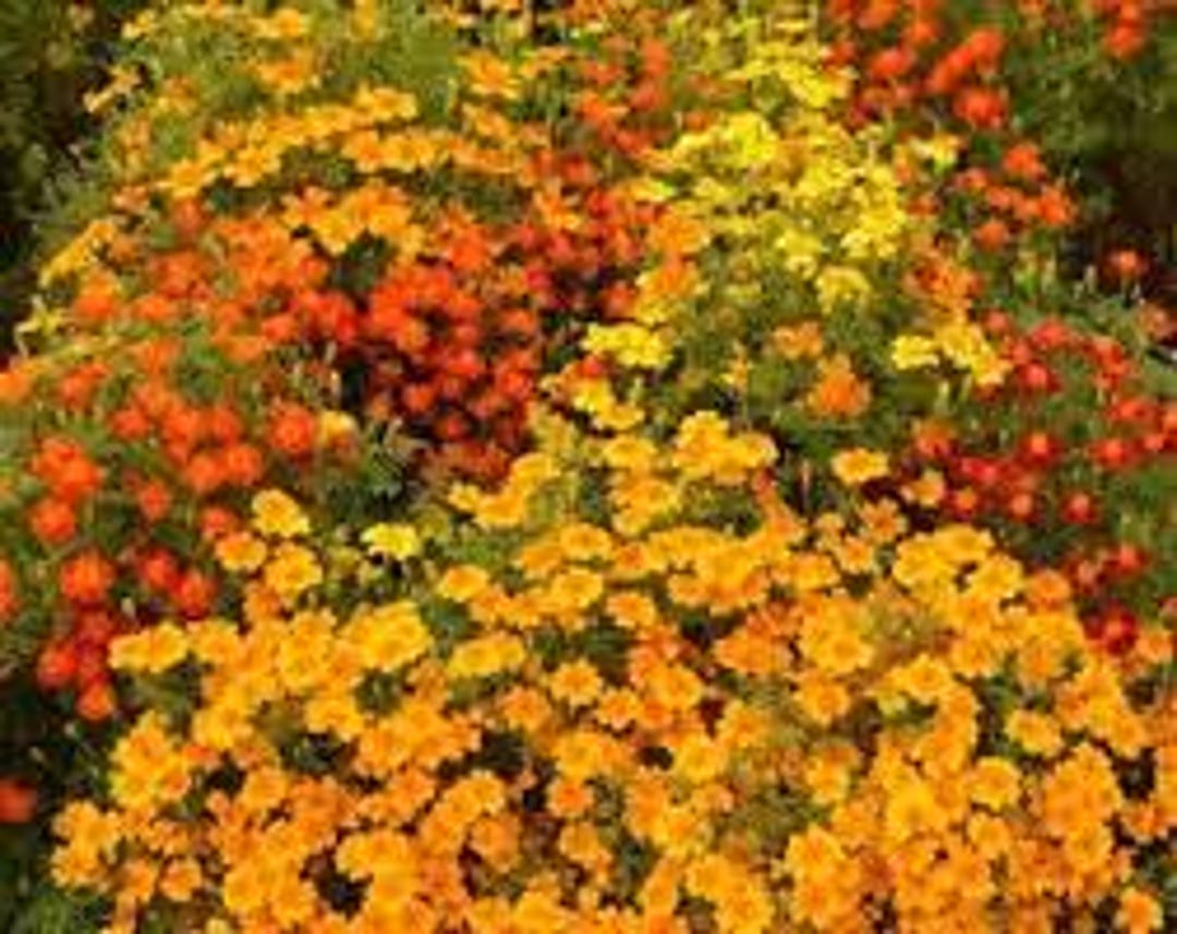 Marigold Signet Starfire Mix 50 Seeds - Etsy