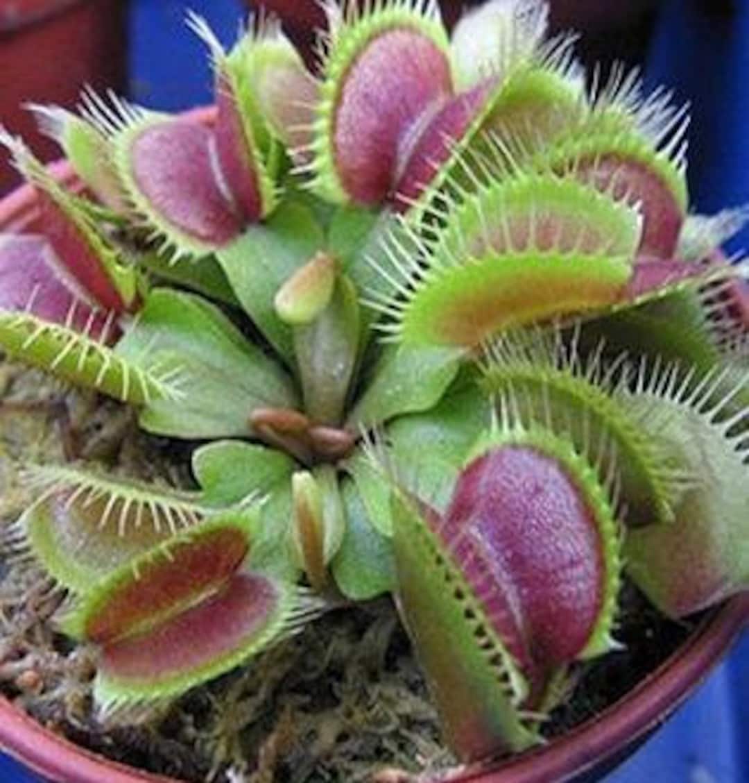 Dionaea Venus Fly Trap Seeds 10 Seeds - Etsy