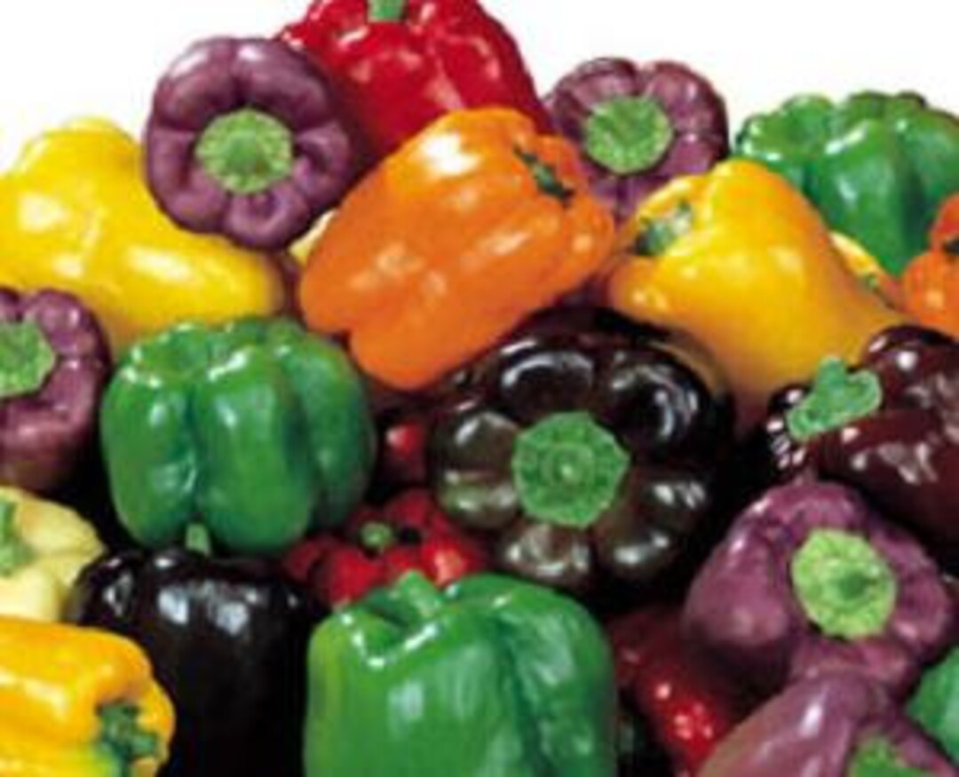 Pepper, Sweet Rainbow Mix - Etsy