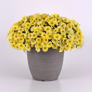 Petchoa Caliburst Yellow PL 10 Seed Pack - Etsy