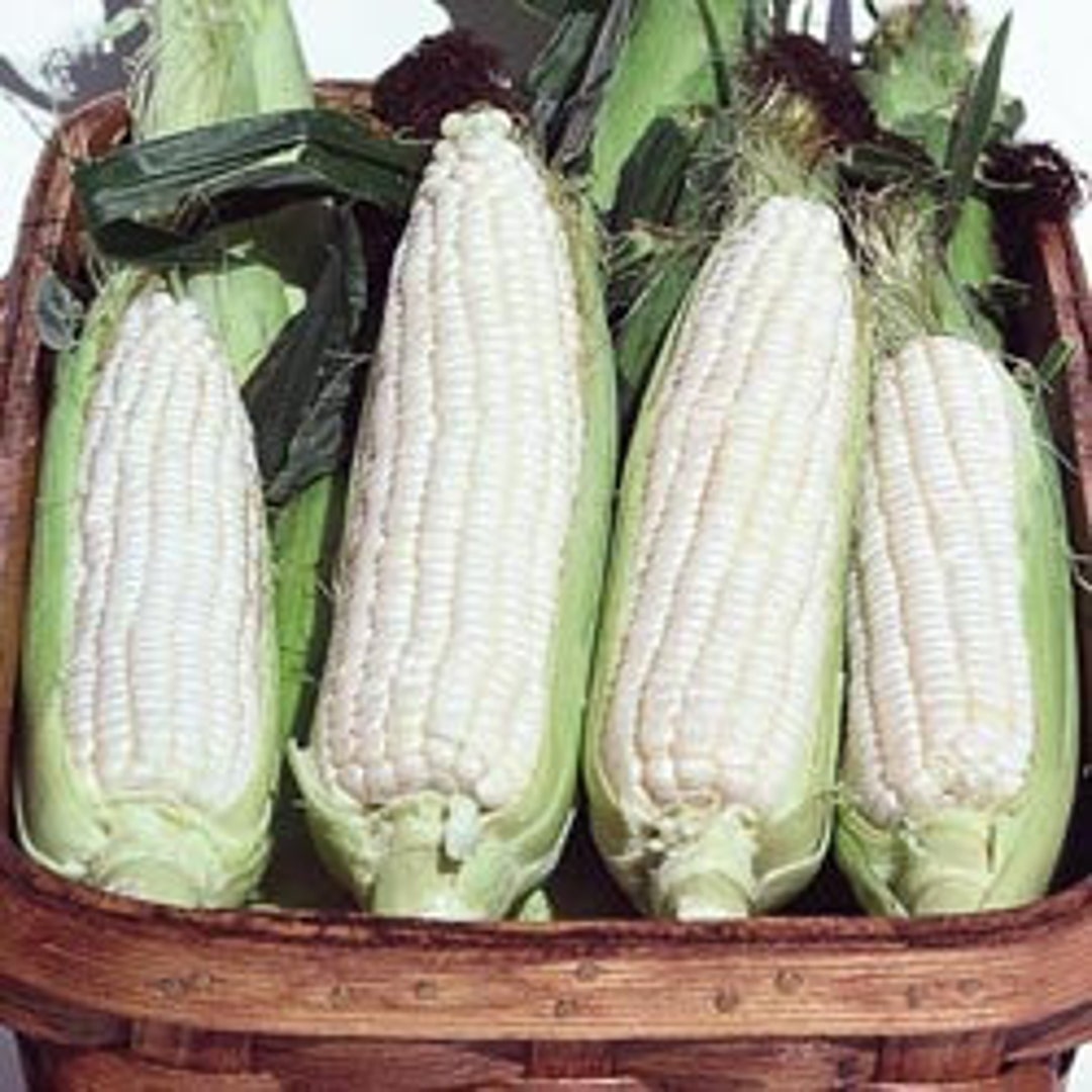 Corn, Silver Queen - Etsy