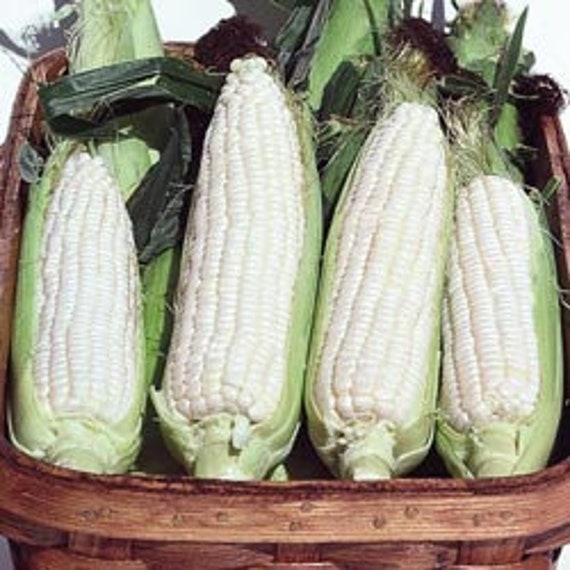 Corn Silver Queen - Etsy