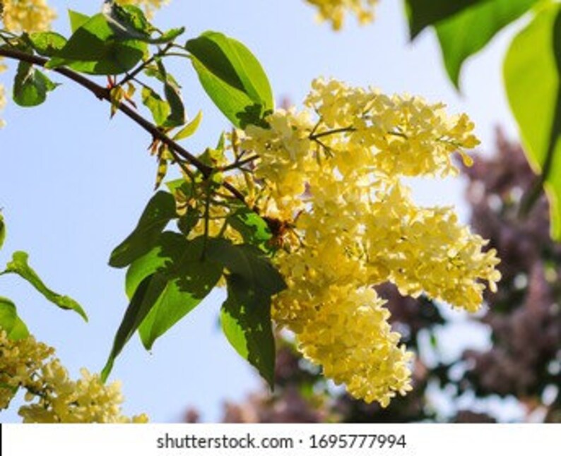 Lilac Bush Seeds Mixed Colors - Etsy