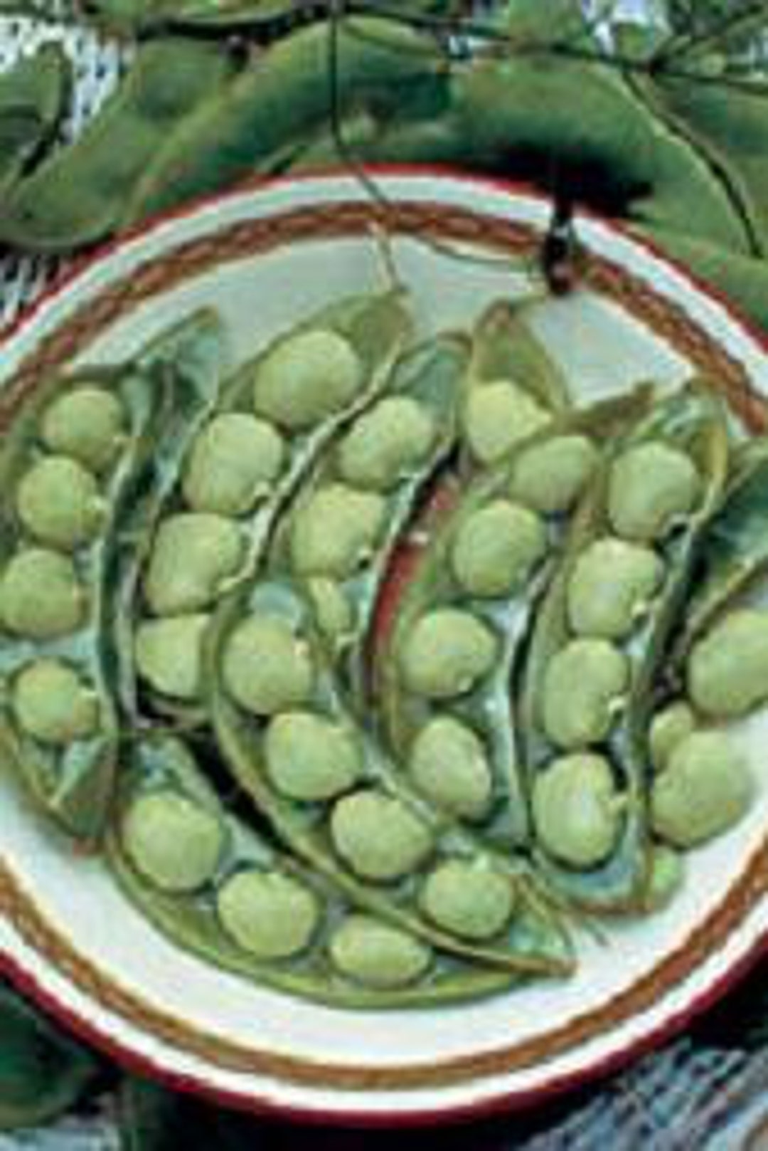 Bean, Ford Hook 242 (lima Bush) - Etsy