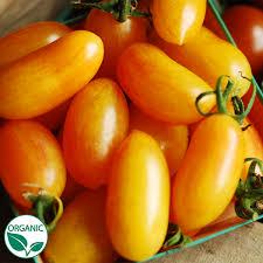 Tomato Blush 10 Seed Pack - Etsy