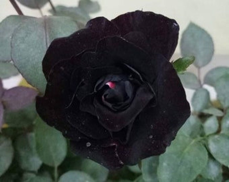 Black Rose Bush Seeds - Etsy