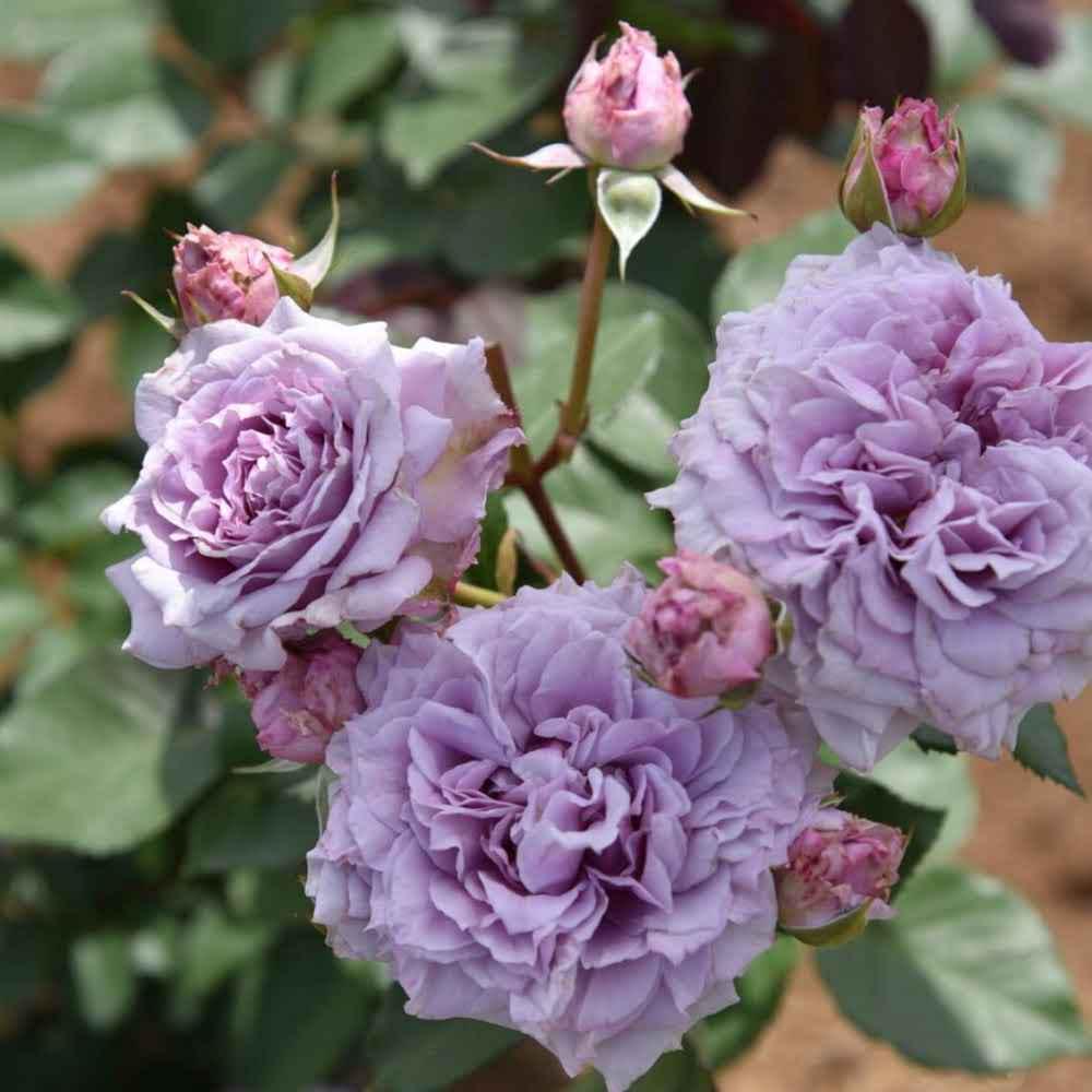 Colin Craven Rose 8 Rose Seed - Etsy