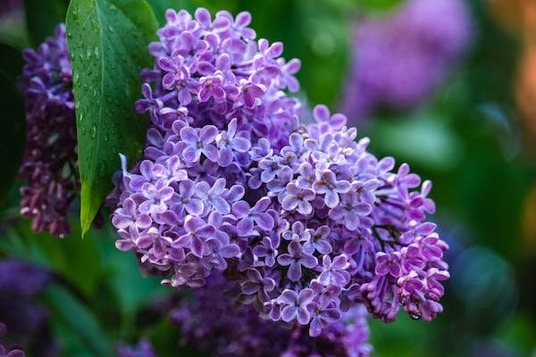 Lilac Bush Seeds , Mixed Colors - Etsy
