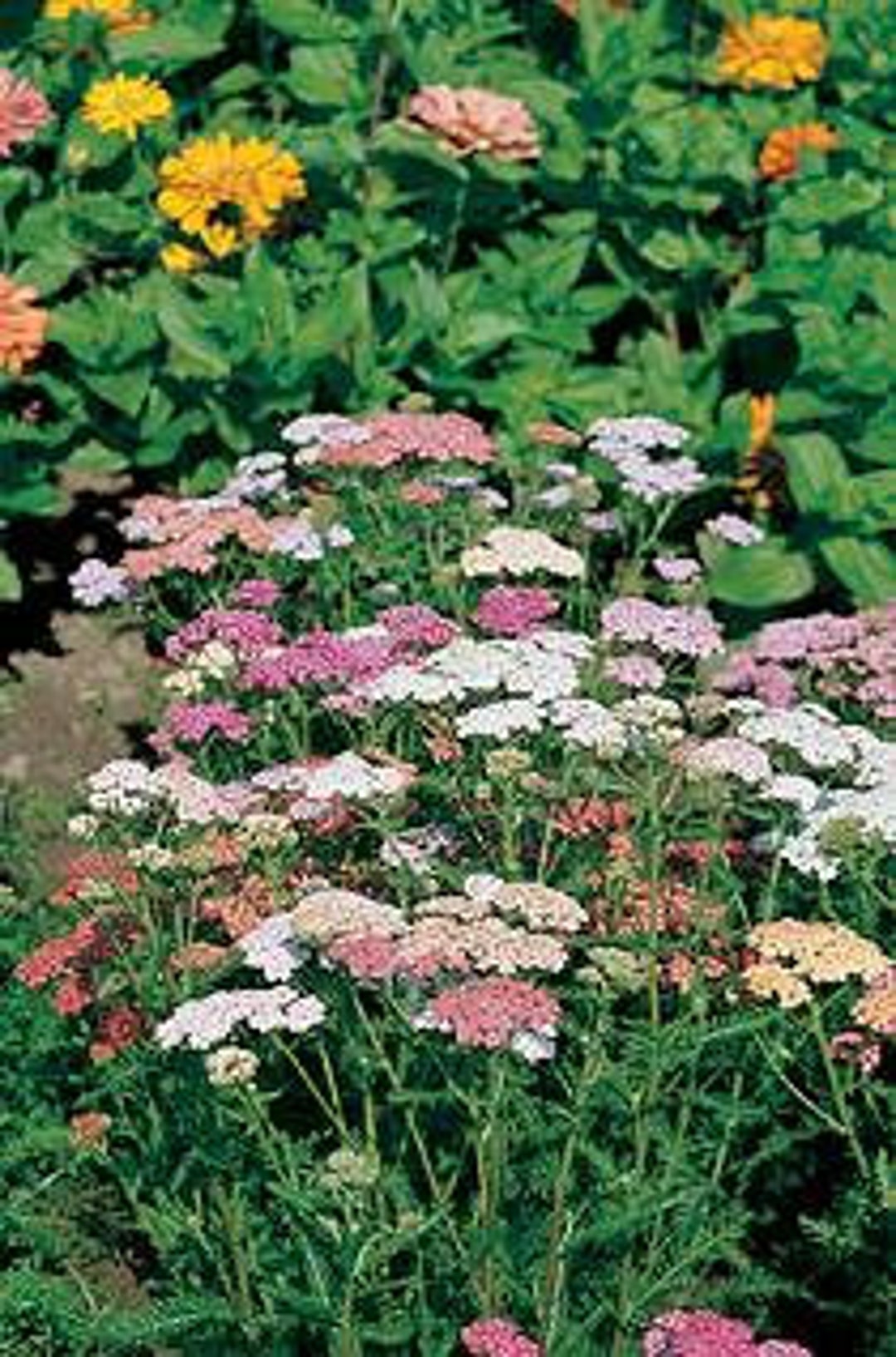 Achillea Millefolium Colorado yarrow - Etsy