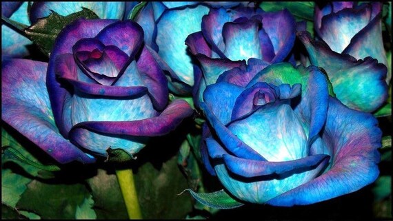 Blue Blue Rose Bush Seeds - Etsy