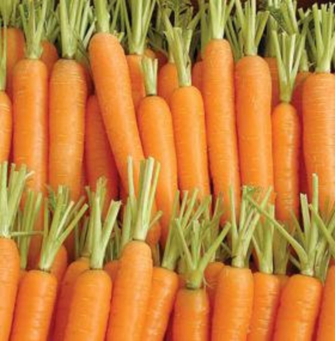 Carrots, Napoli 50 Seed Pack - Etsy