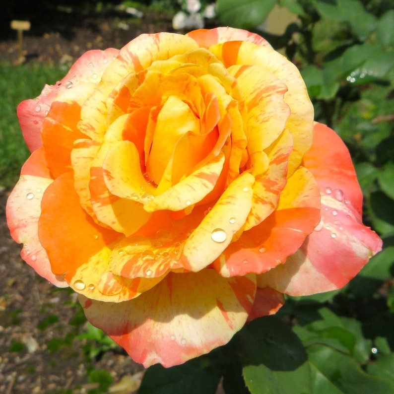 Tropical Sunset Rose Bush Seeds - Etsy