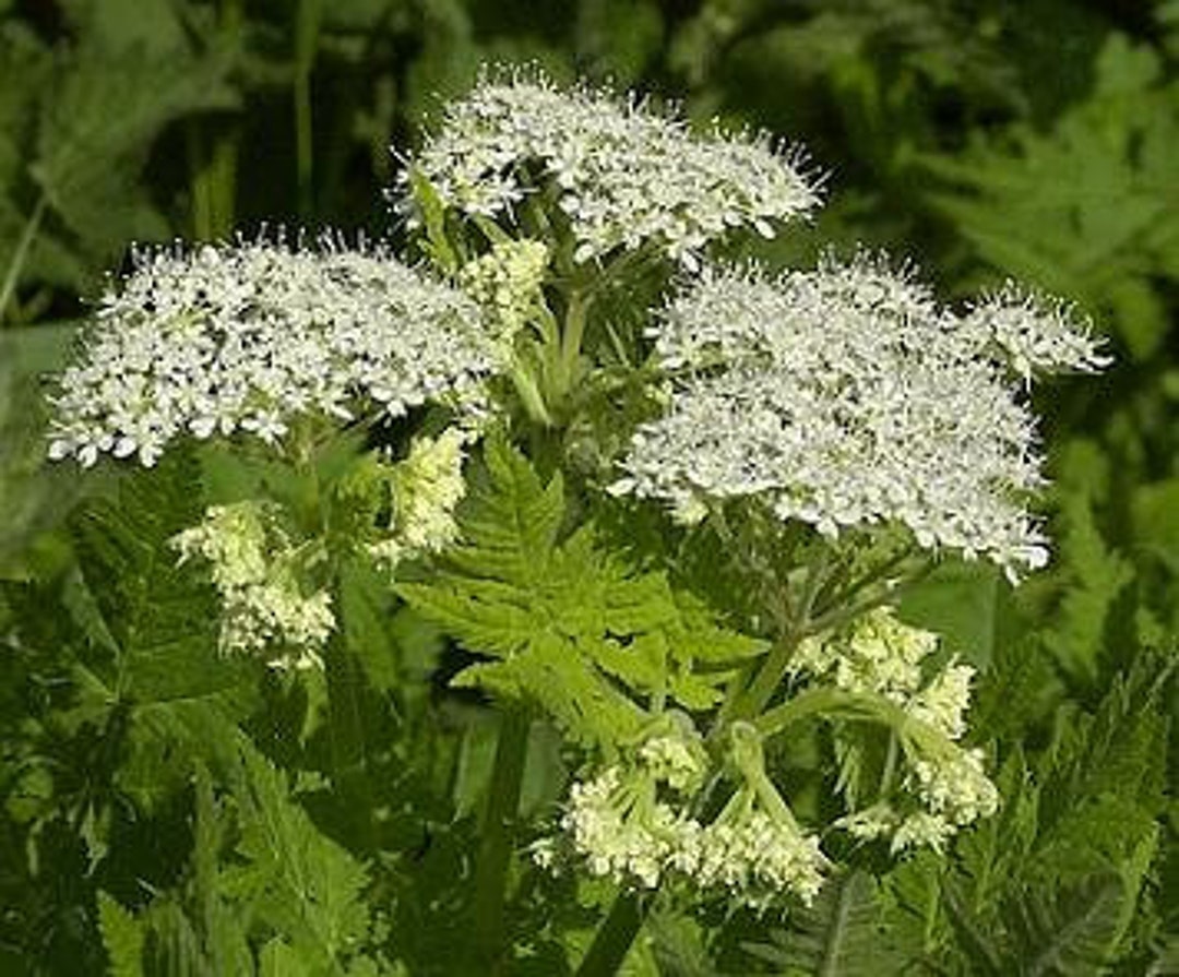 Sweet Cicely Seeds, Perennial Herb - Licorice Scent - Etsy