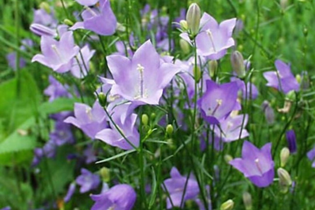 Campanula Rotund Olympica, Blue Bells of Scotland - Etsy