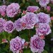 Colin Craven Rose 8 Rose Seed - Etsy