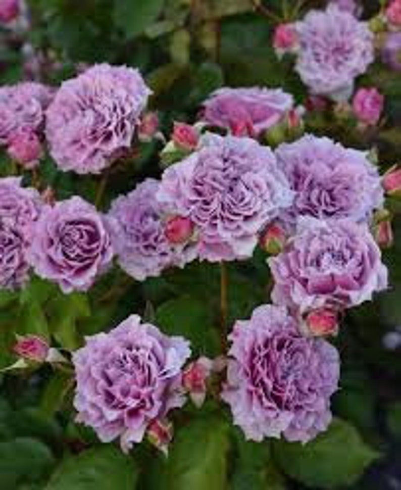 Colin Craven Rose 8 Rose Seed - Etsy