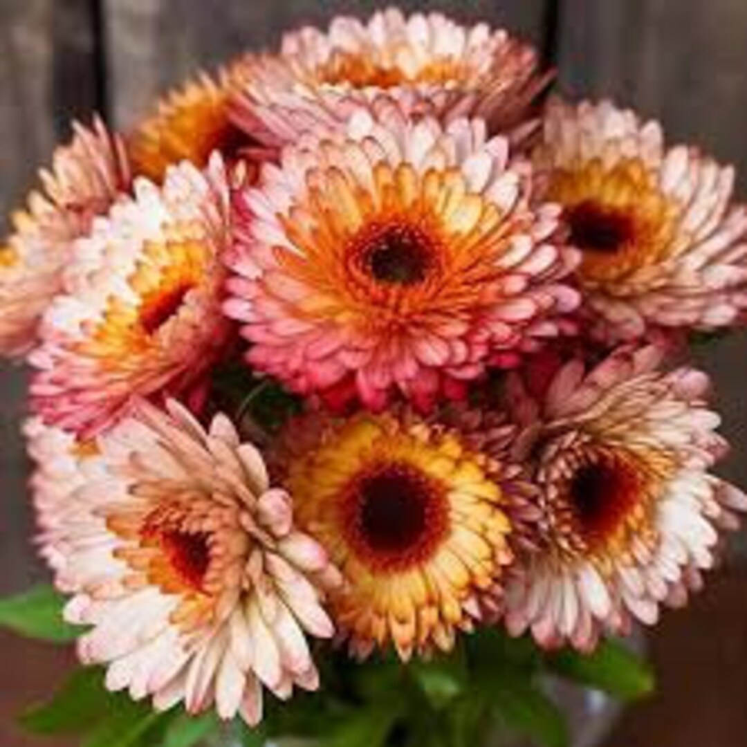 Strawberry Blonde Calendula - Etsy