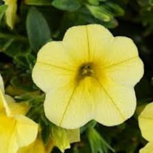Petchoa Caliburst Yellow PL 10 Seed Pack - Etsy