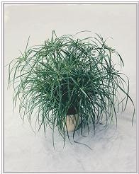 Cyperus Wild Spike - Etsy