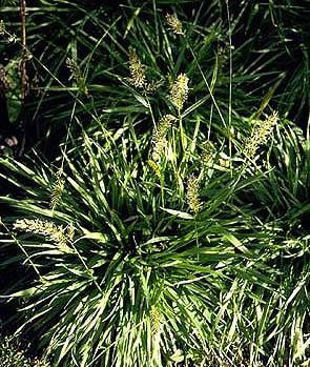 Sweet Vanilla Grass - Etsy