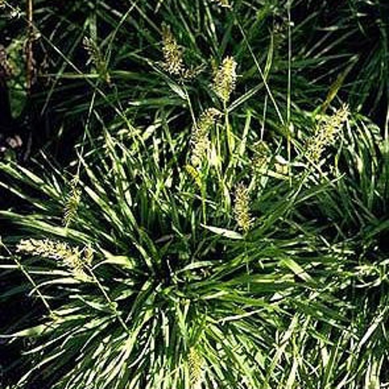 Sweetgrass Flowers - Etsy