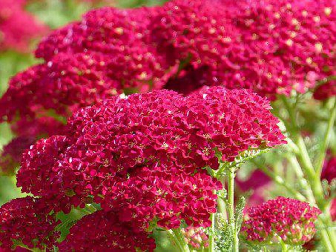 Yarrow, Red - Etsy