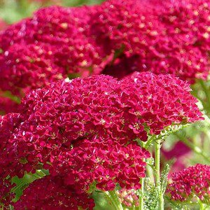 Yarrow, Red - Etsy