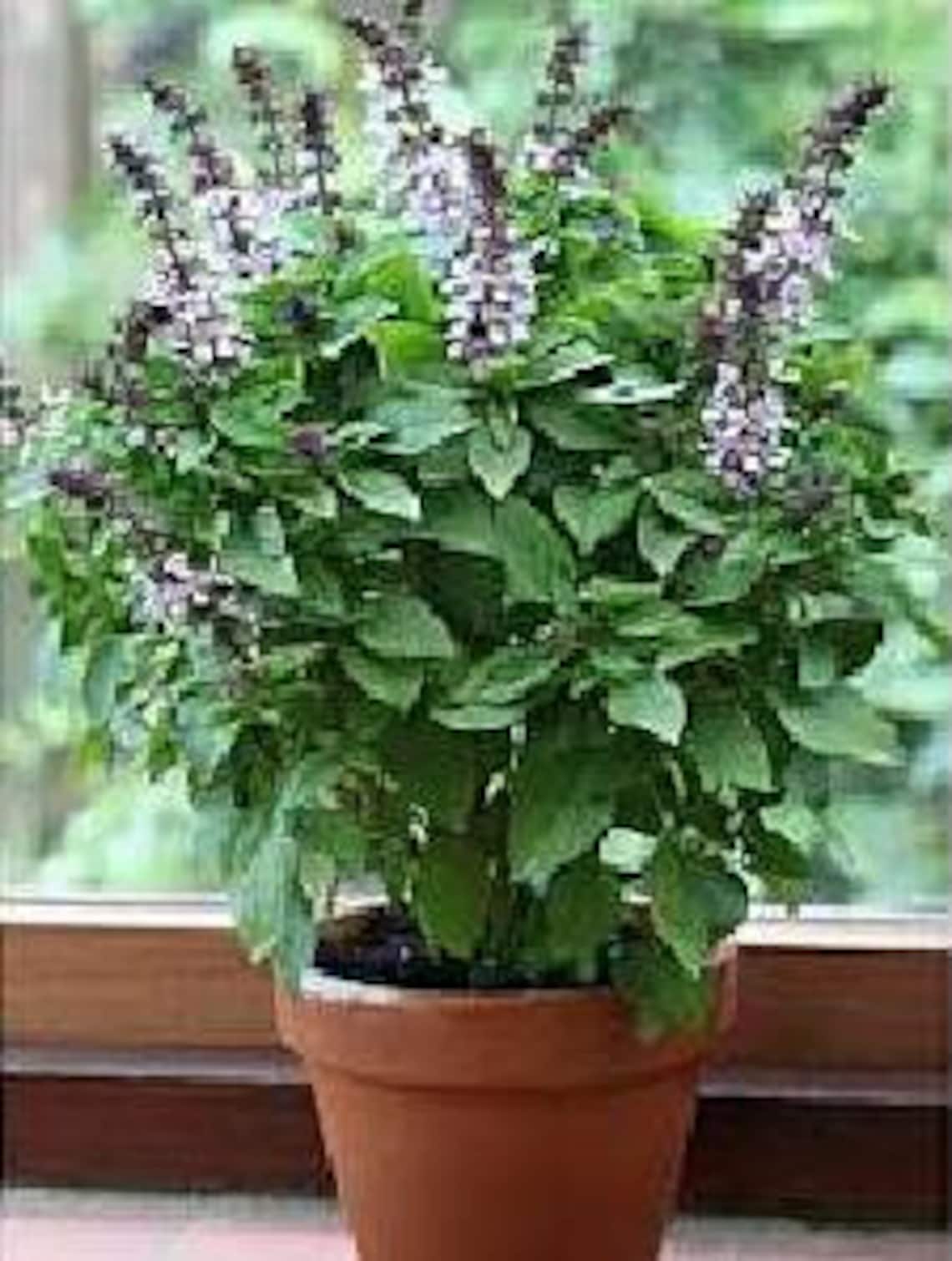 Basil, Floral Spires Lavender - Etsy