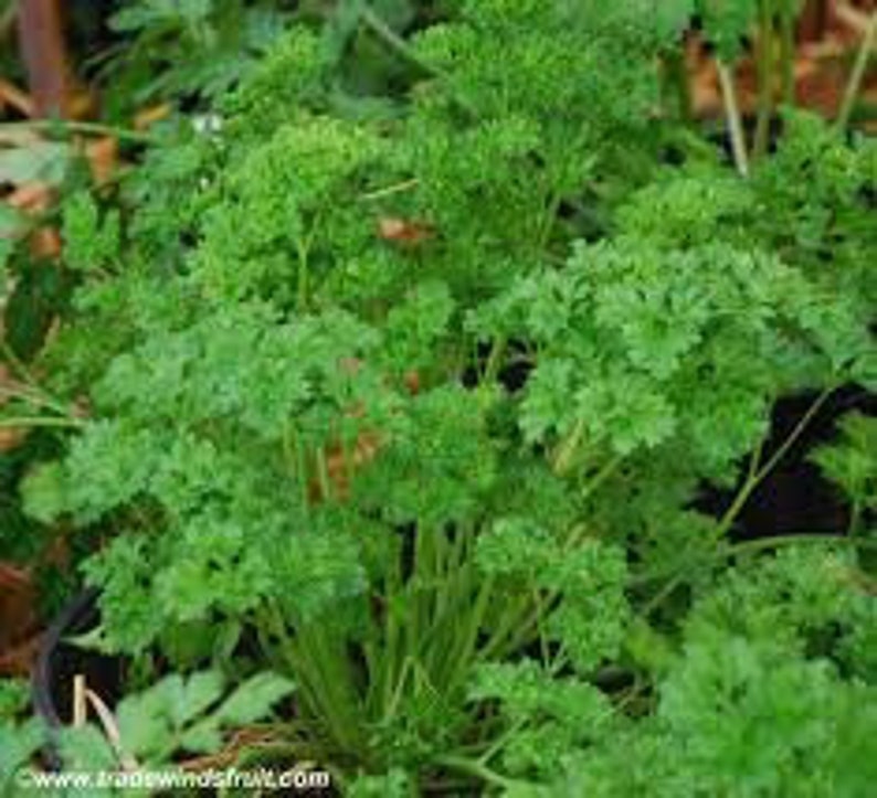 Parsley Extra Curled Dwarf - Etsy