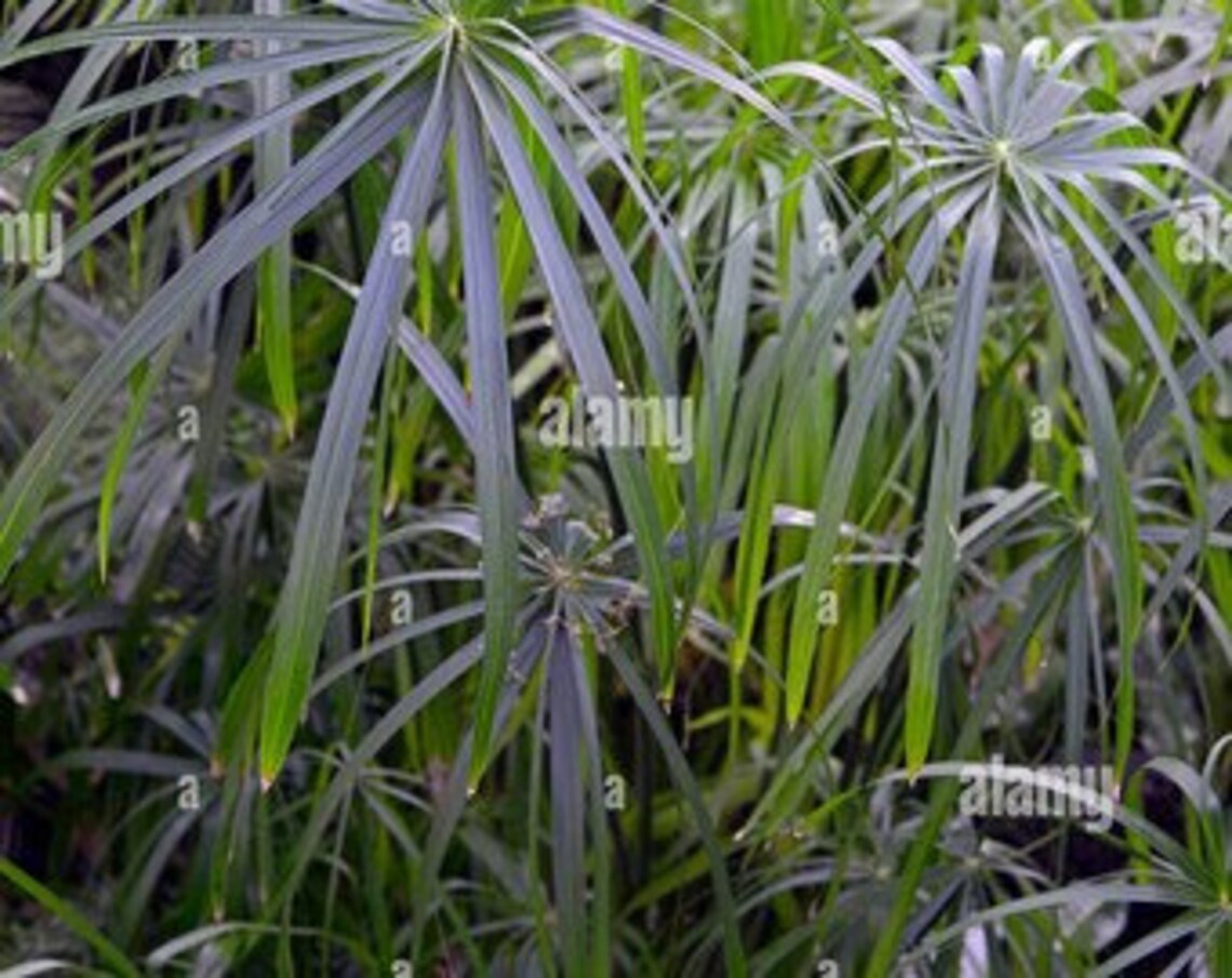 Cyperus Papyrus Seeds - Egyptian Paper Reed, Ornamental Grass (10 Seed ...